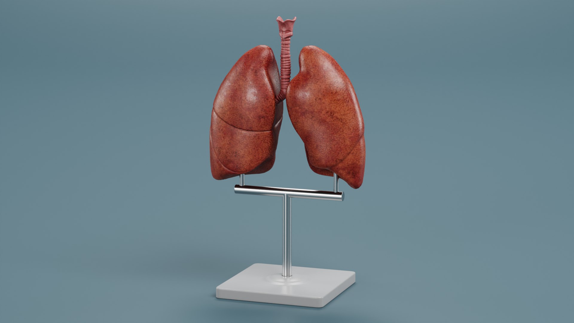 3D Lungs Model Model - TurboSquid 2026487