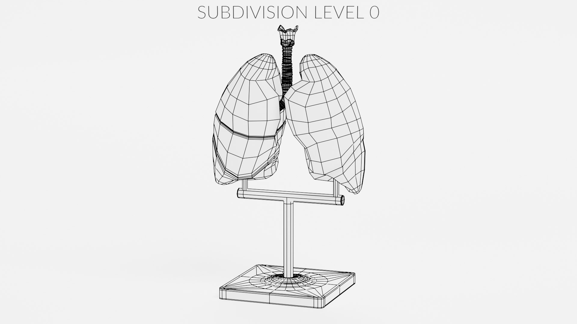 3D Lungs Model Model - TurboSquid 2026487