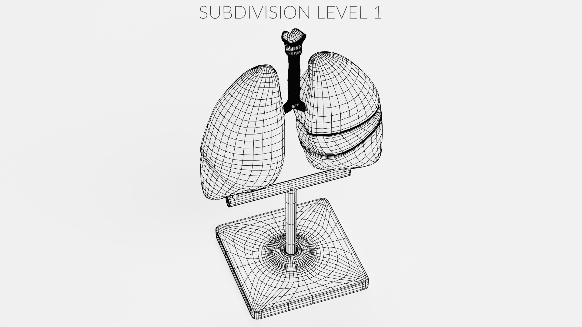 3D Lungs Model Model - TurboSquid 2026487