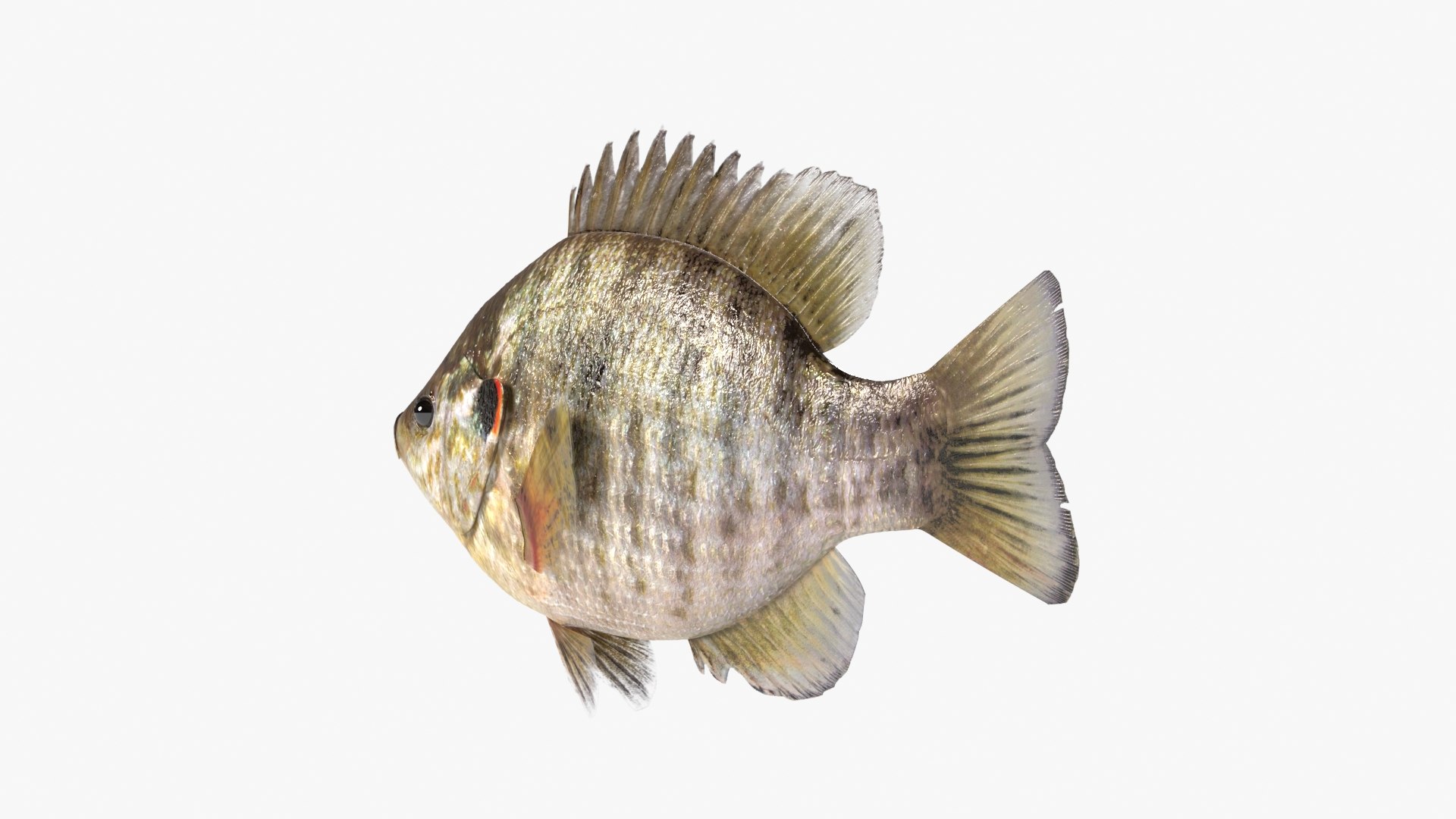 3D Model Redear Sunfish - TurboSquid 2075691