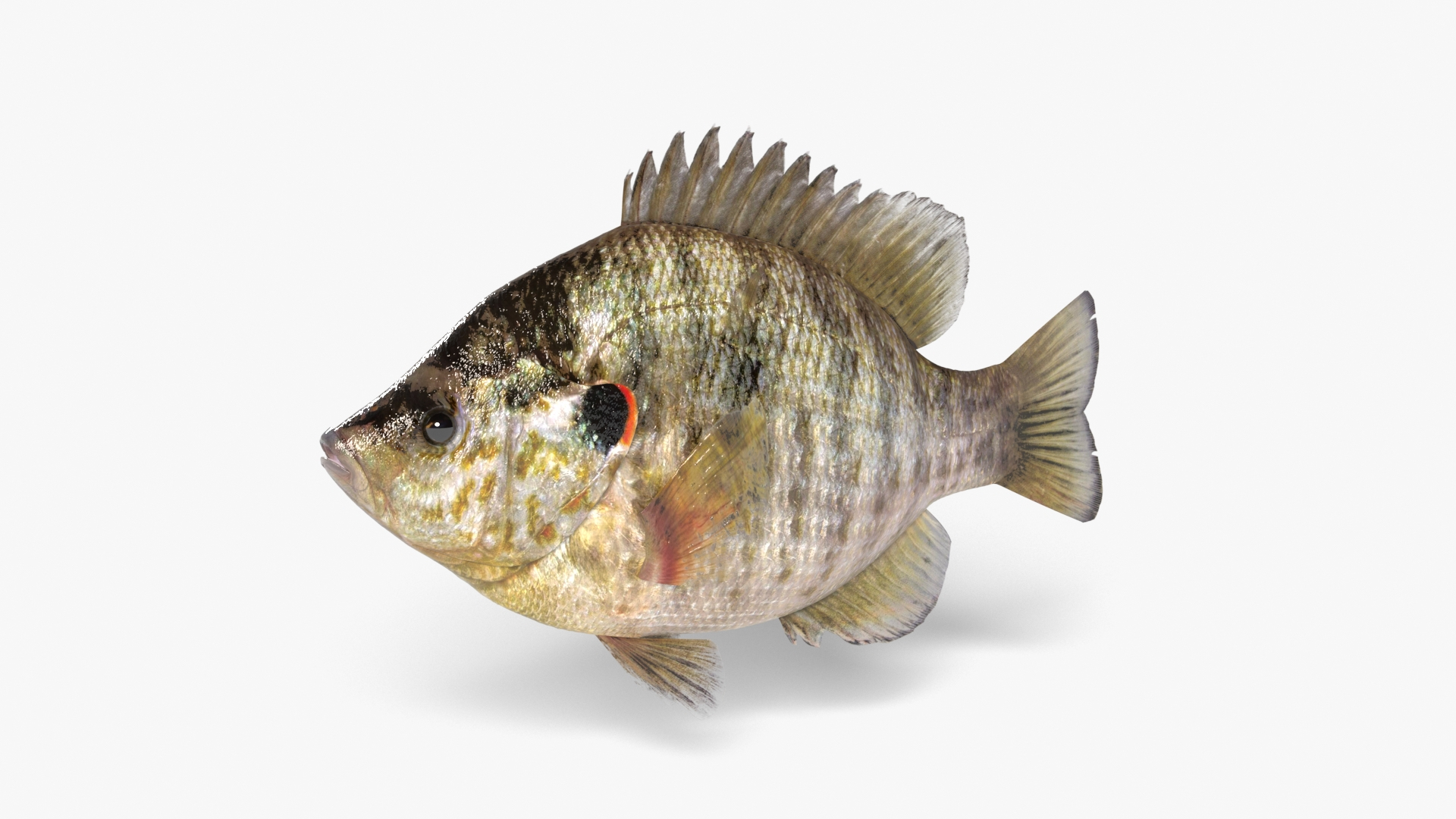 3D Model Redear Sunfish - TurboSquid 2075691