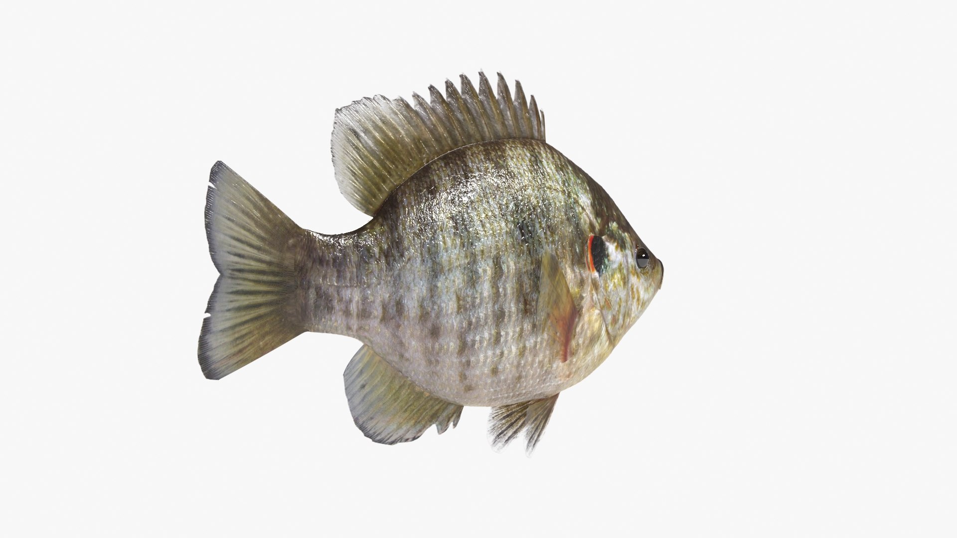 3D Model Redear Sunfish - TurboSquid 2075691