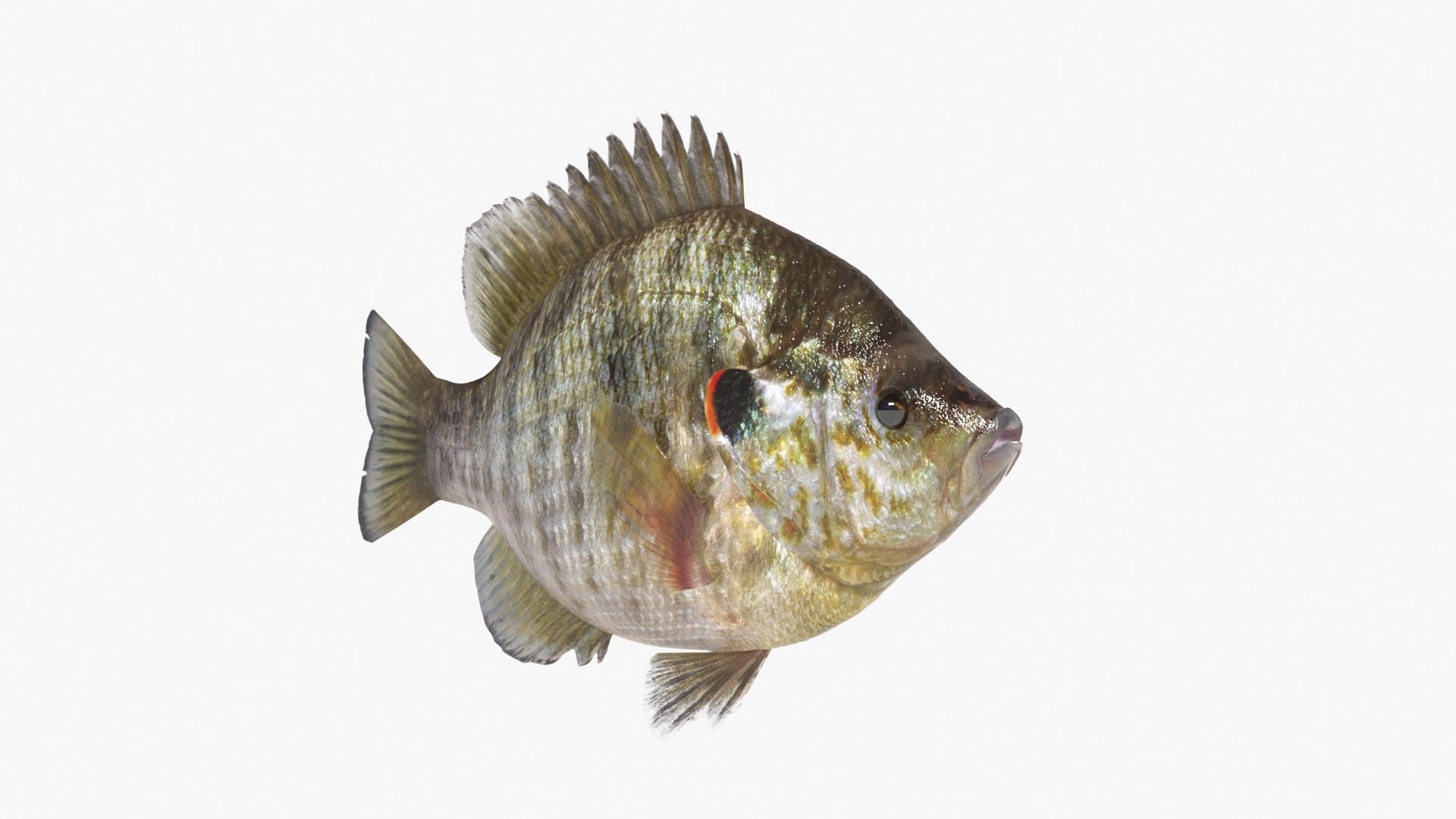 3D Model Redear Sunfish - TurboSquid 2075691