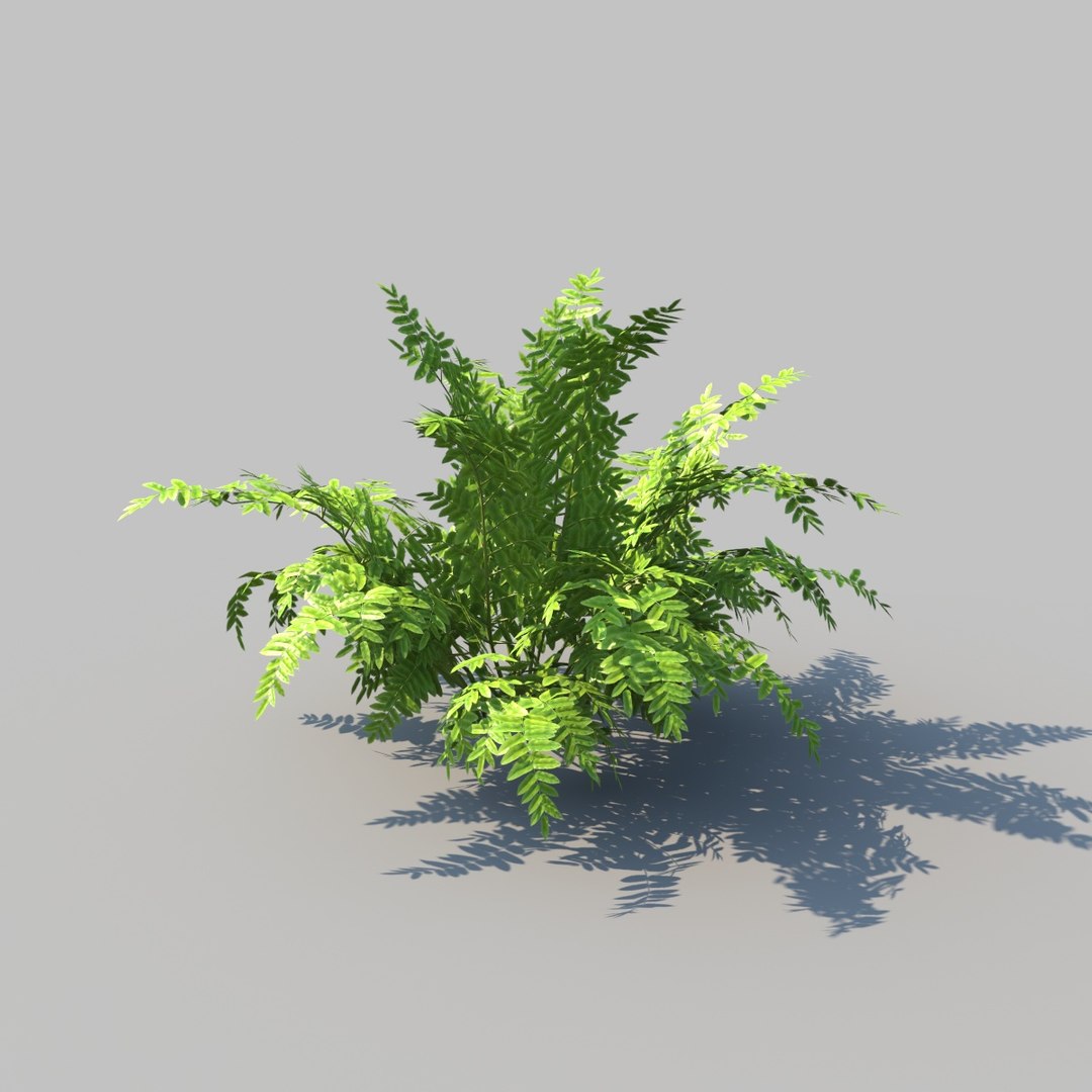 3D Model Autumn Ferns Animation - TurboSquid 1349376