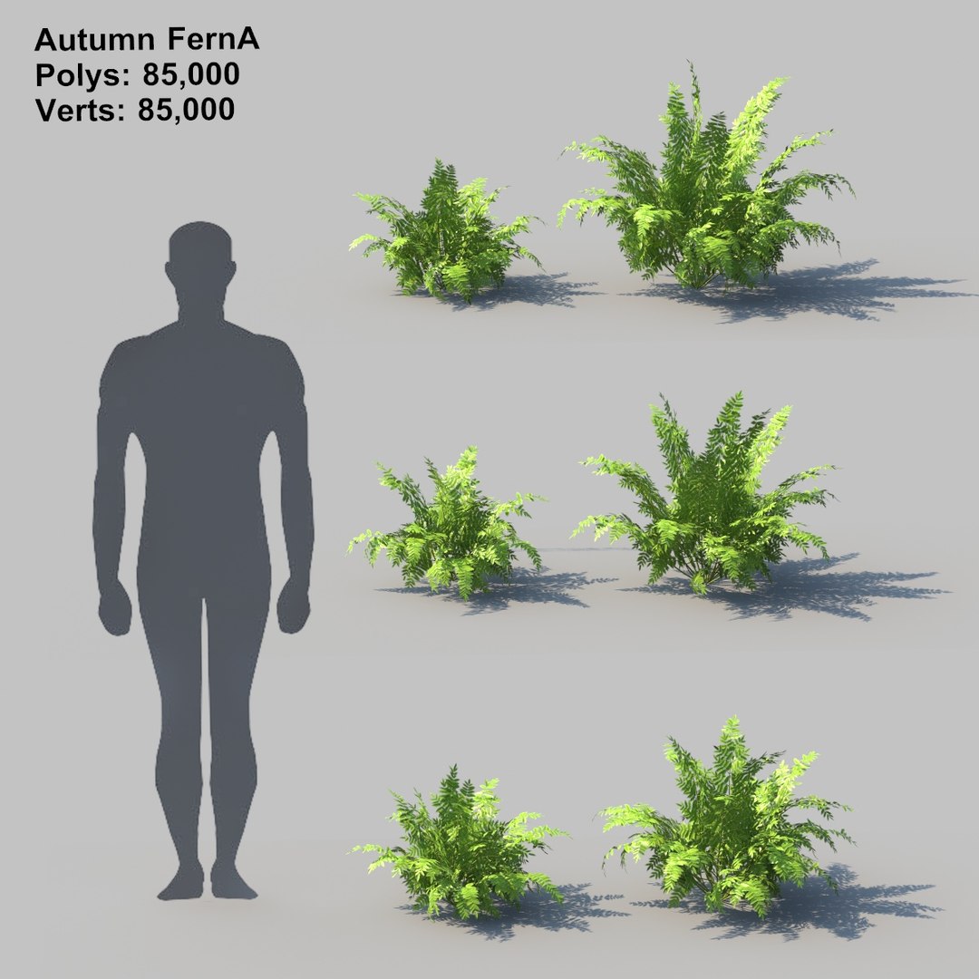 3D Model Autumn Ferns Animation - TurboSquid 1349376
