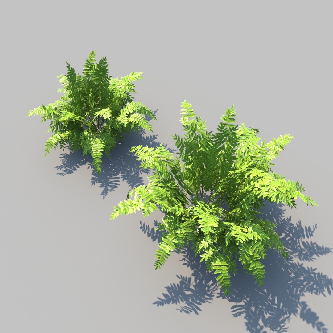 3D Model Autumn Ferns Animation - TurboSquid 1349376