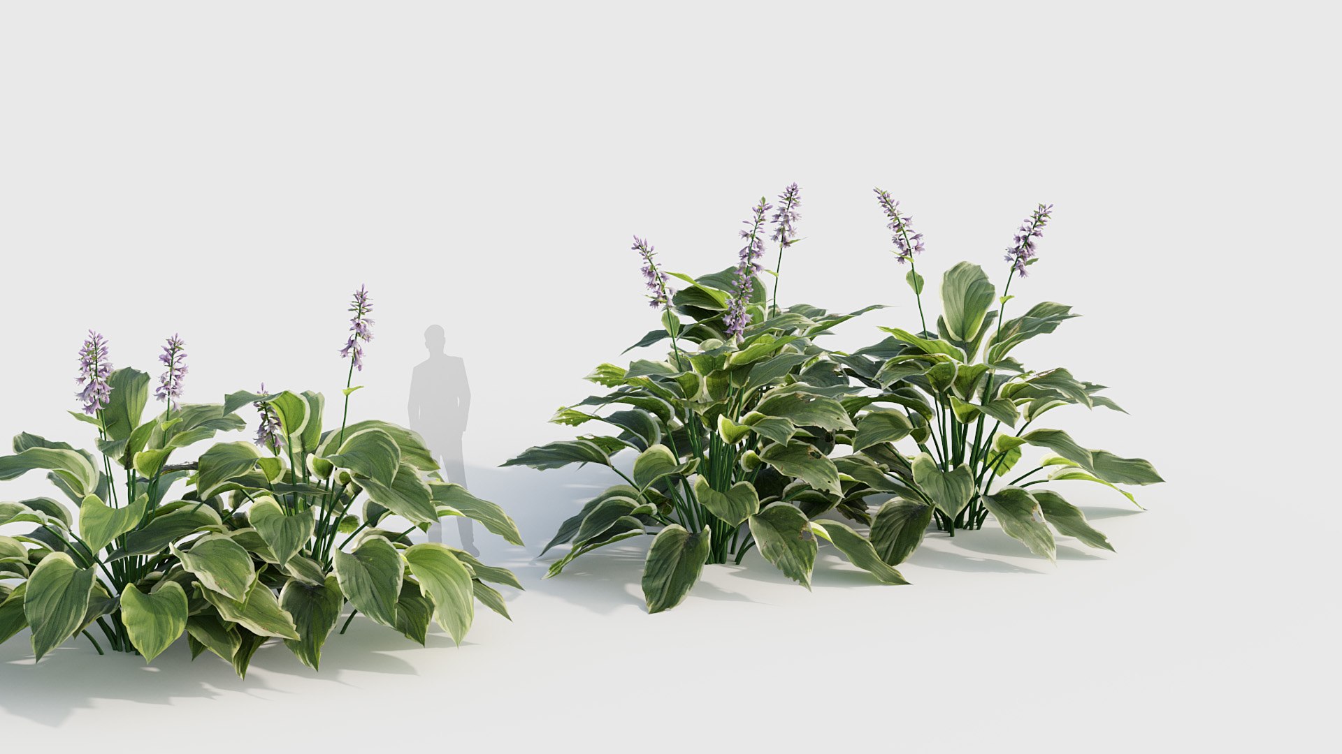 Hosta Plantain lilies 02 3D model 3D model - TurboSquid 2173901