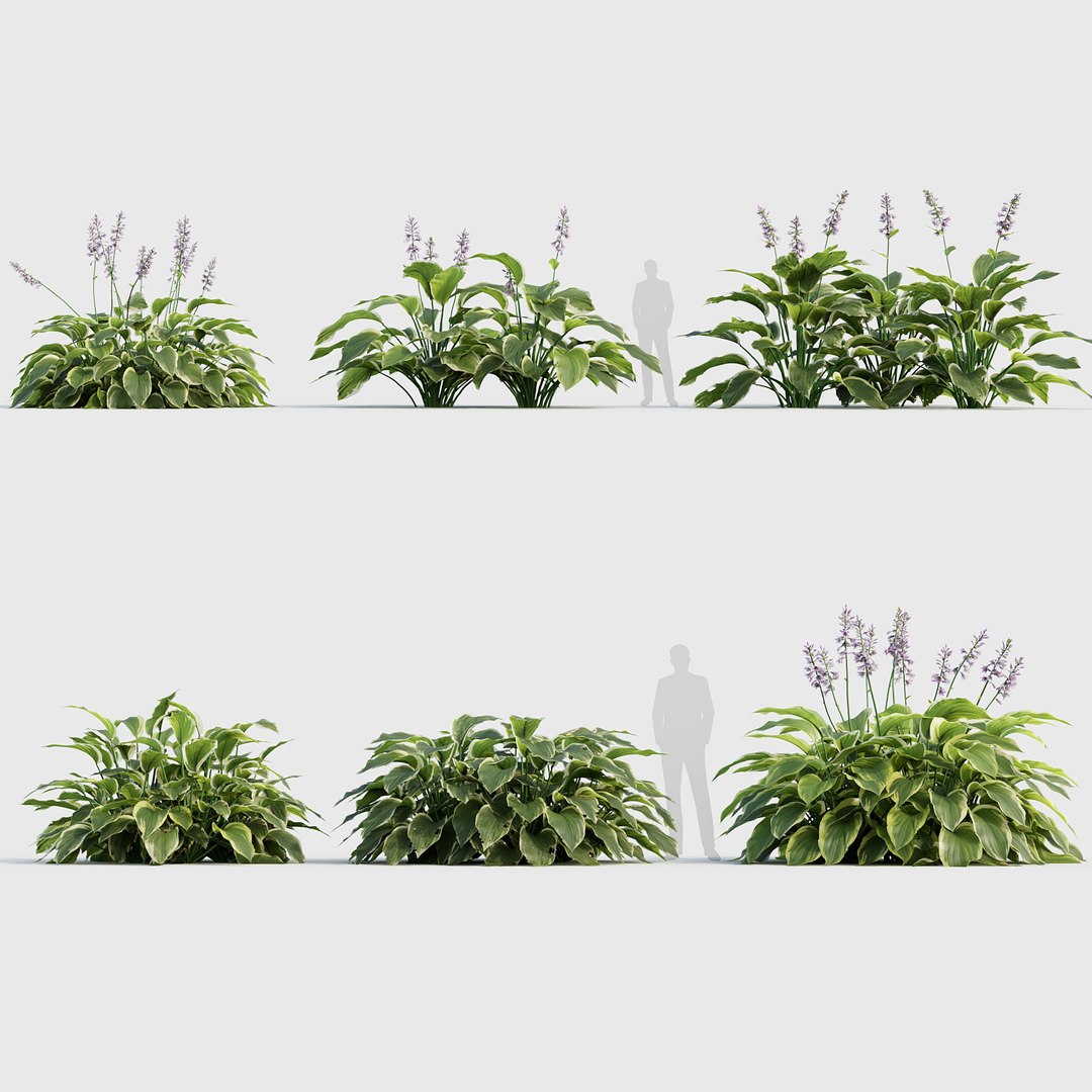 Hosta Plantain lilies 02 3D model 3D model - TurboSquid 2173901