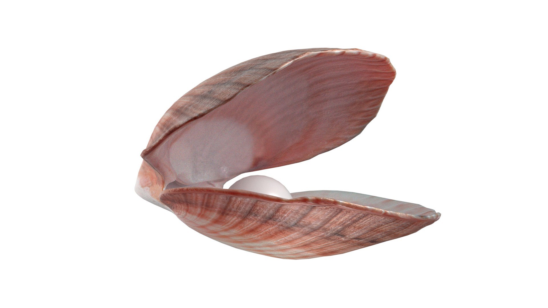 Conch Shell Pearl 3D Model - TurboSquid 2370743