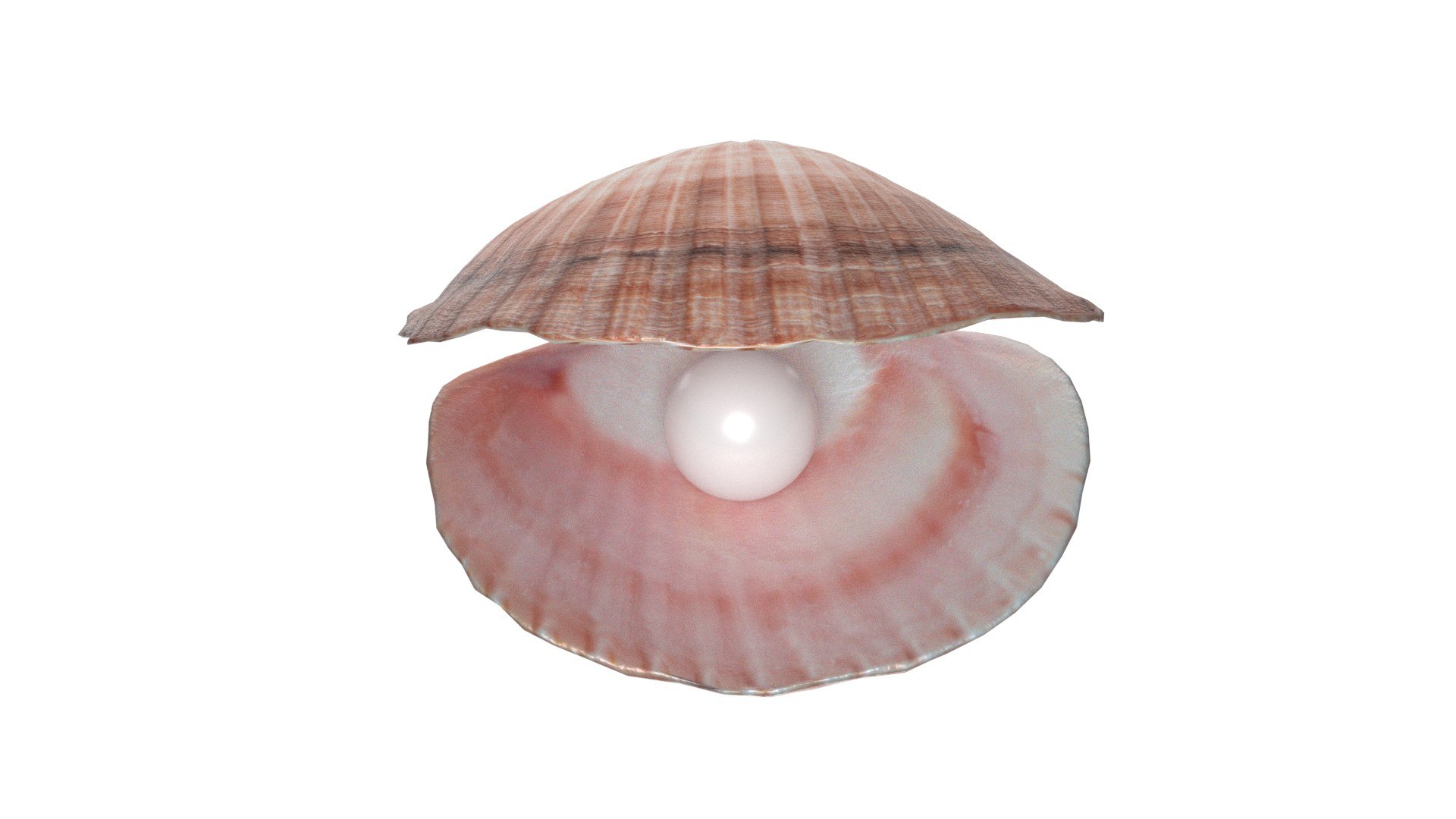 Conch Shell Pearl 3D Model - TurboSquid 2370743