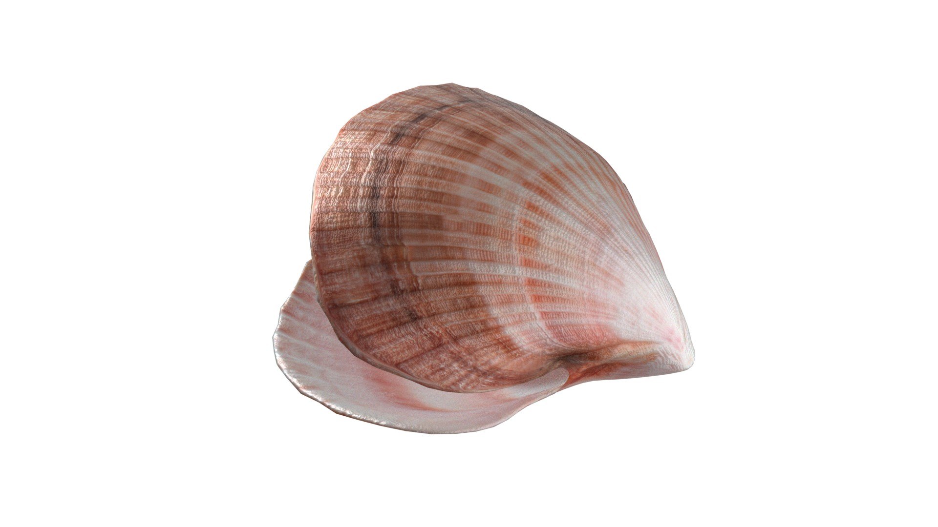 Conch Shell Pearl 3D Model - TurboSquid 2370743