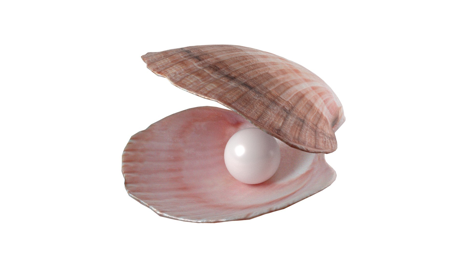 Conch Shell Pearl 3D Model - TurboSquid 2370743