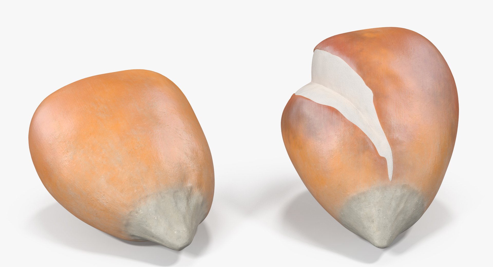 3D popcorn kernels - TurboSquid 1259163