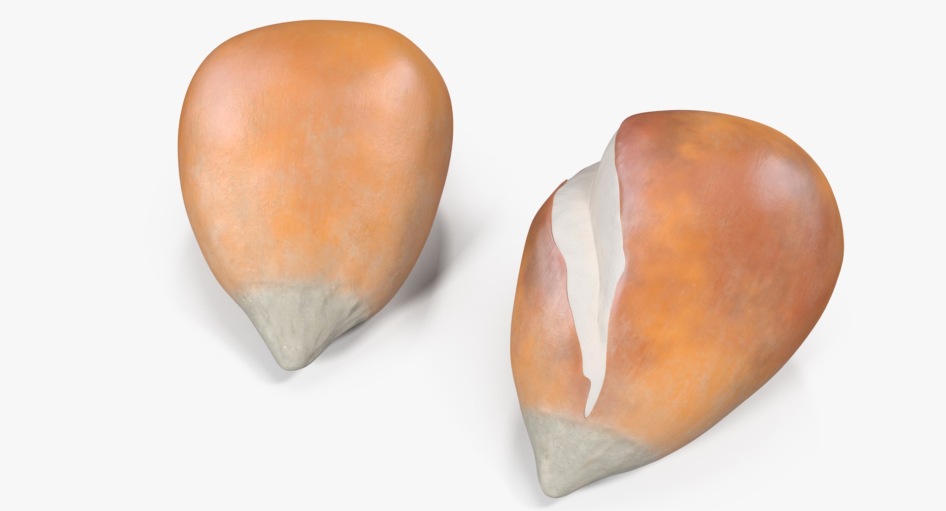 3D popcorn kernels - TurboSquid 1259163