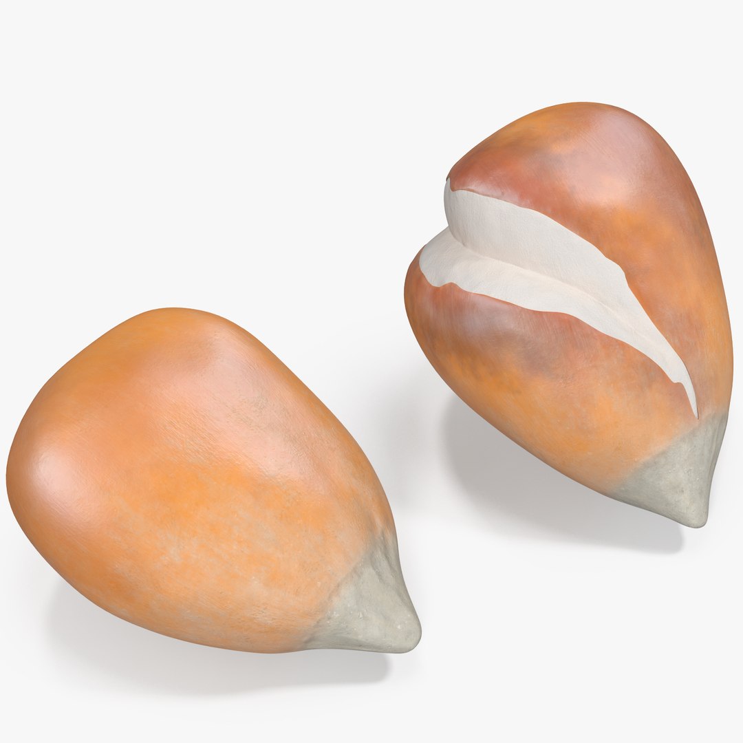 3D popcorn kernels - TurboSquid 1259163