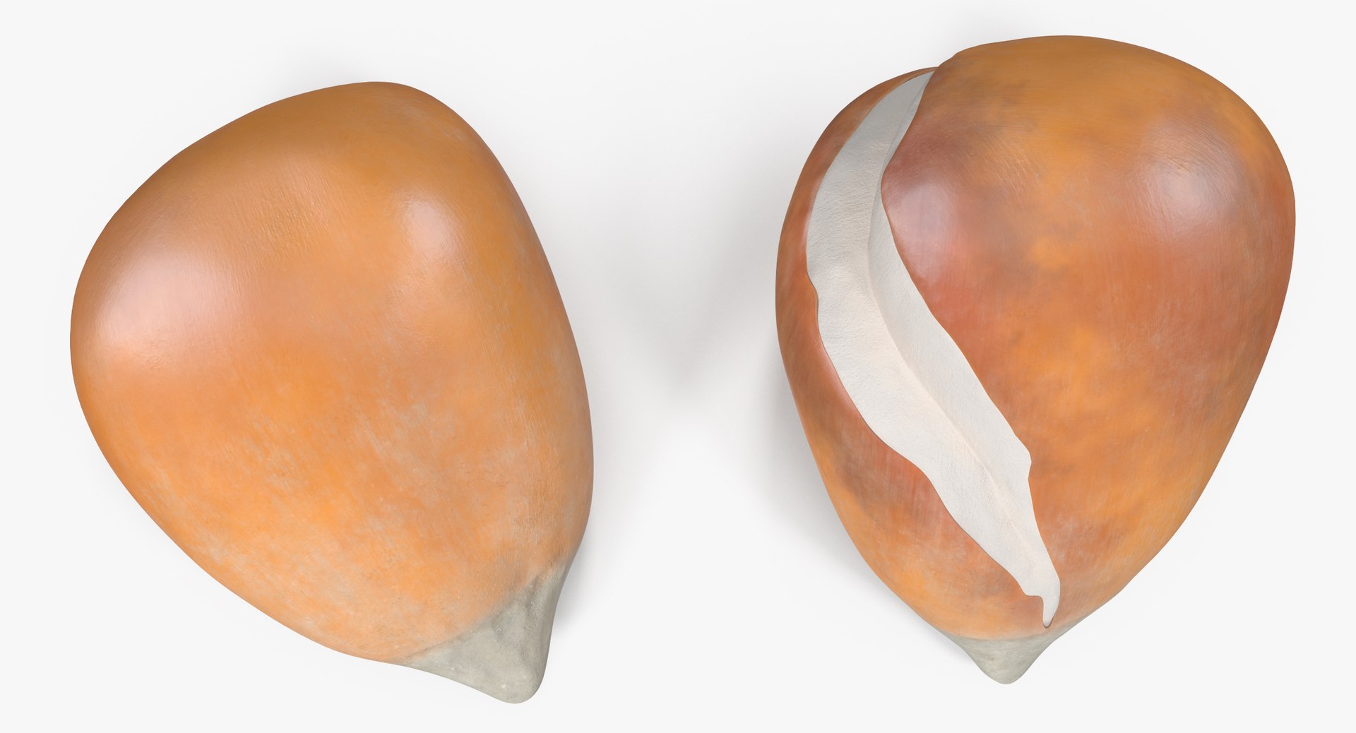 3D popcorn kernels - TurboSquid 1259163