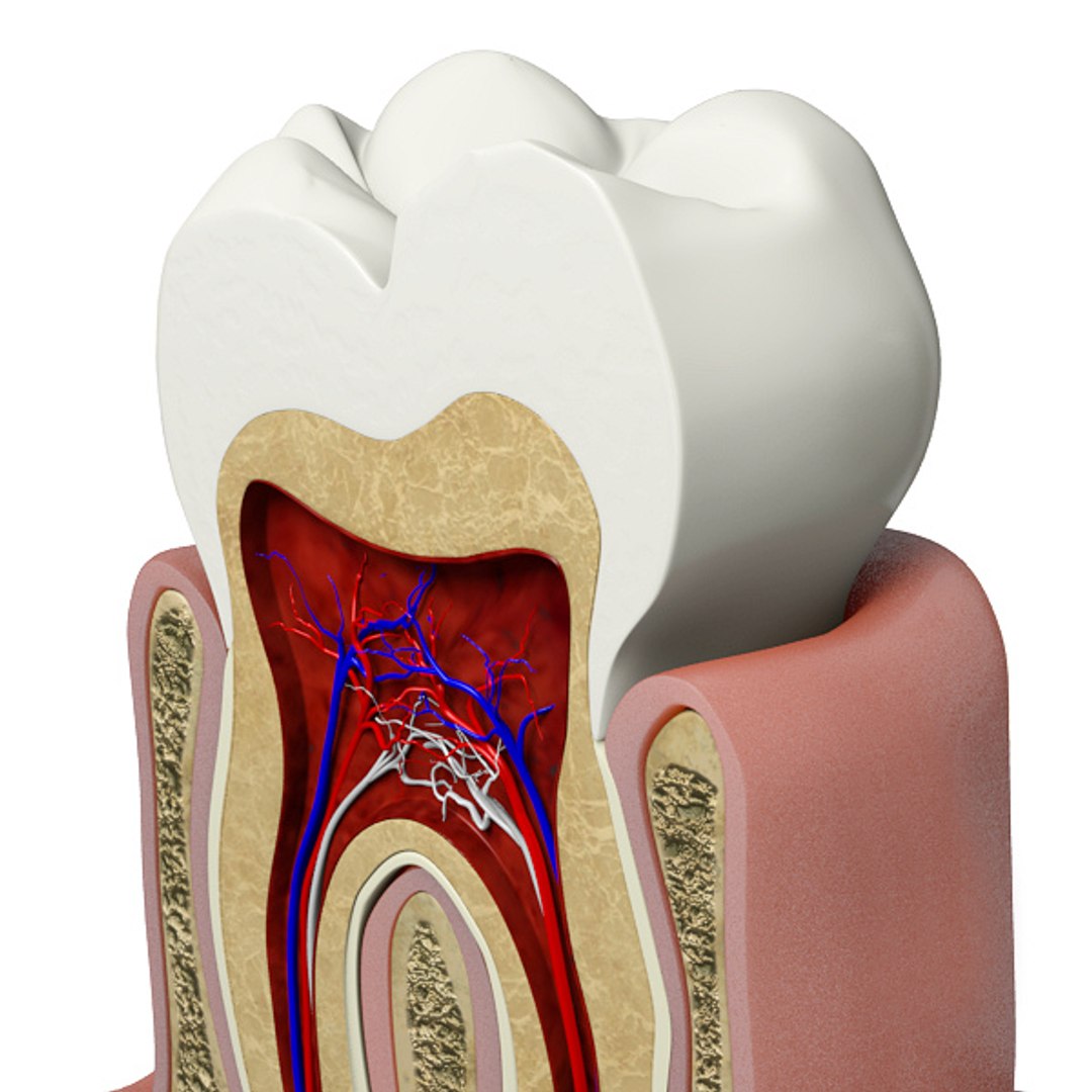 3d Sectioned Tooth Gum