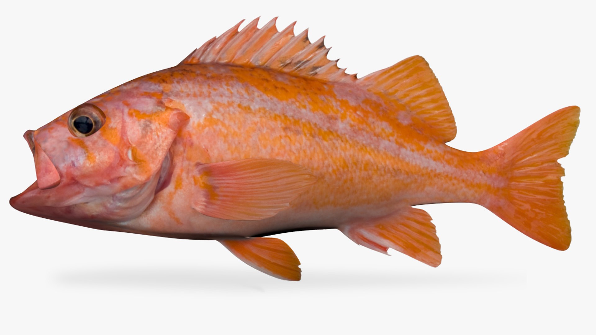Canary Rockfish Sebastes Pinniger 3D - TurboSquid 1349088