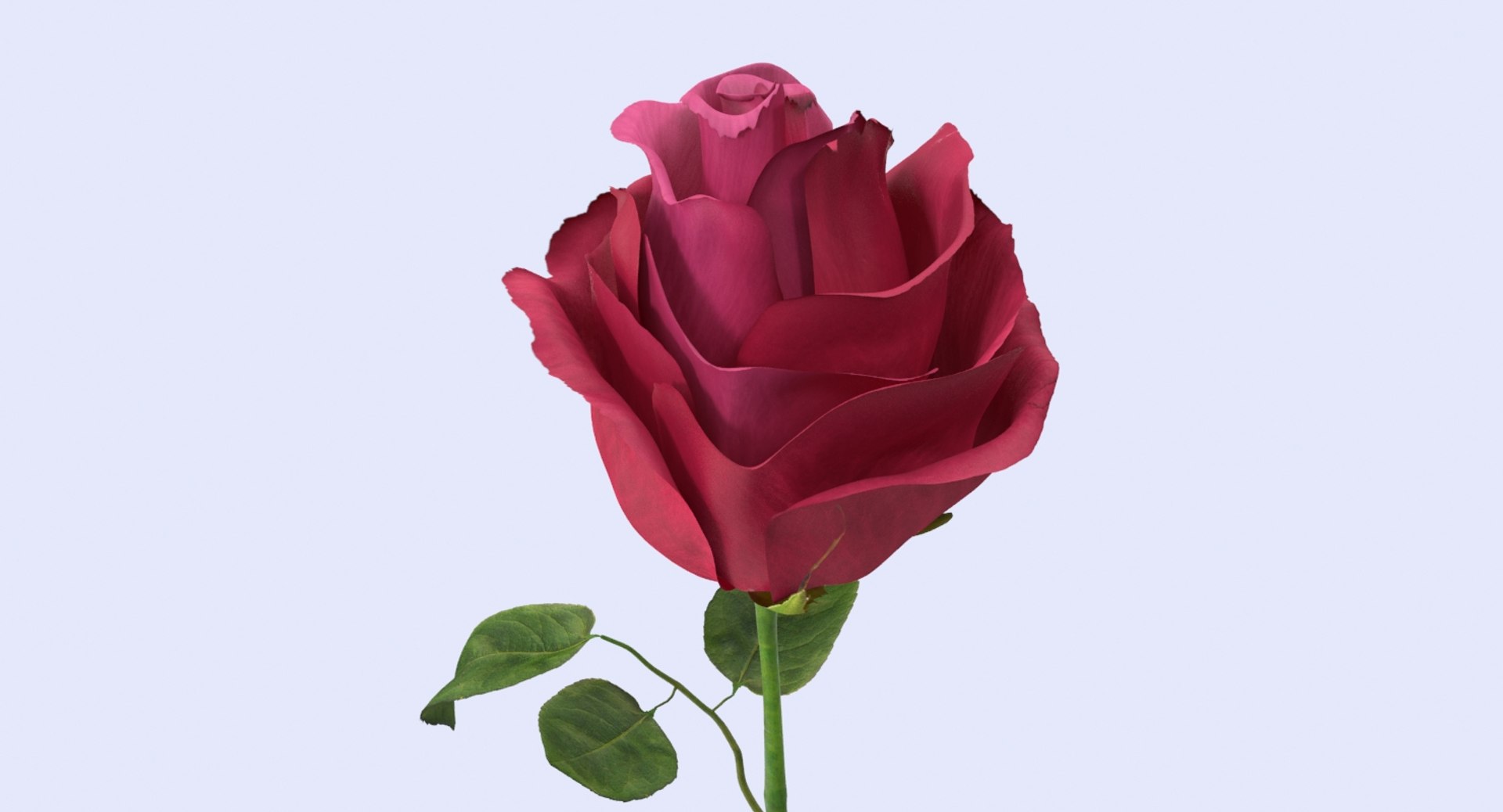Rose Upright 3d Model