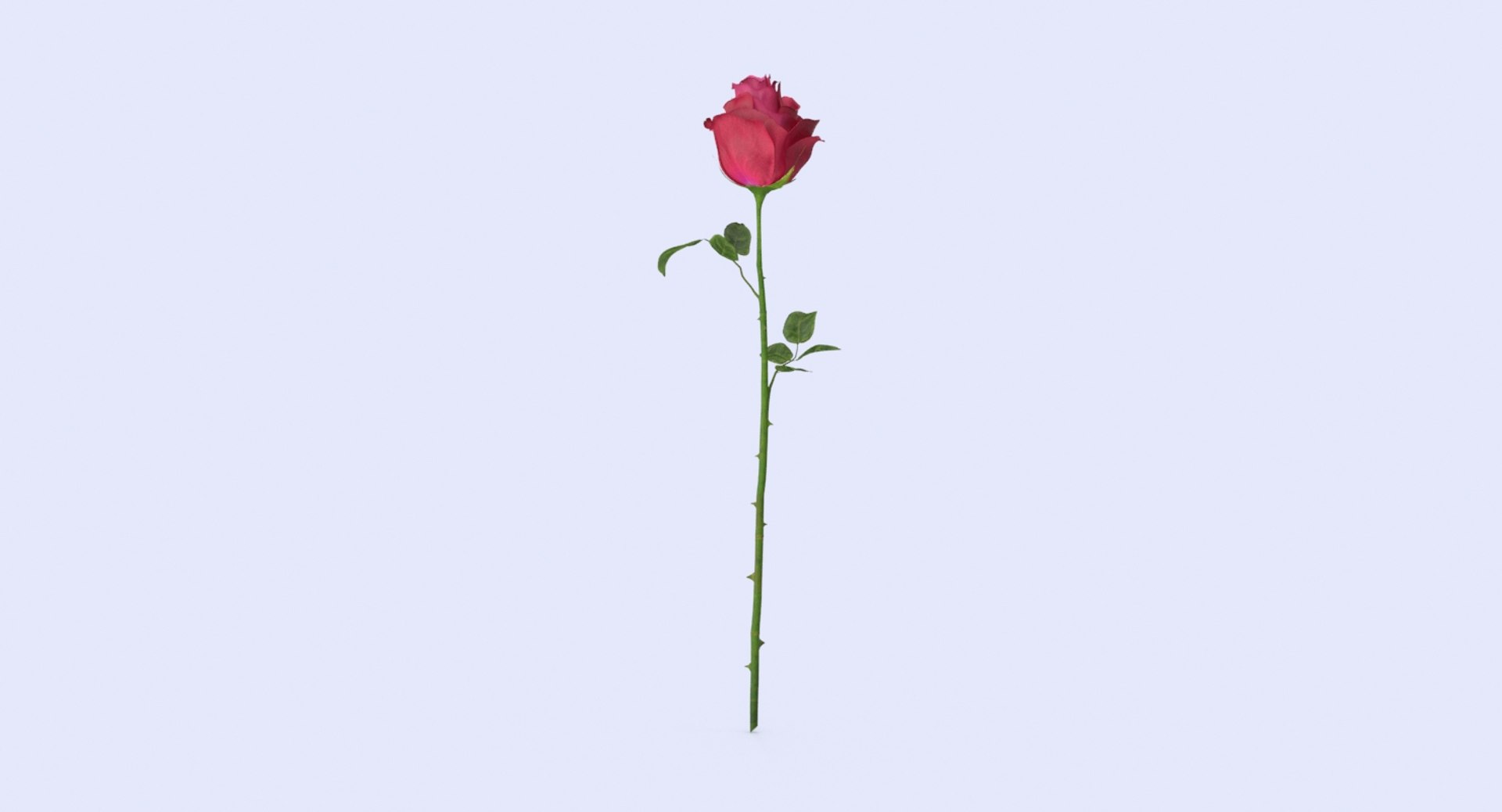 Rose Upright 3d Model