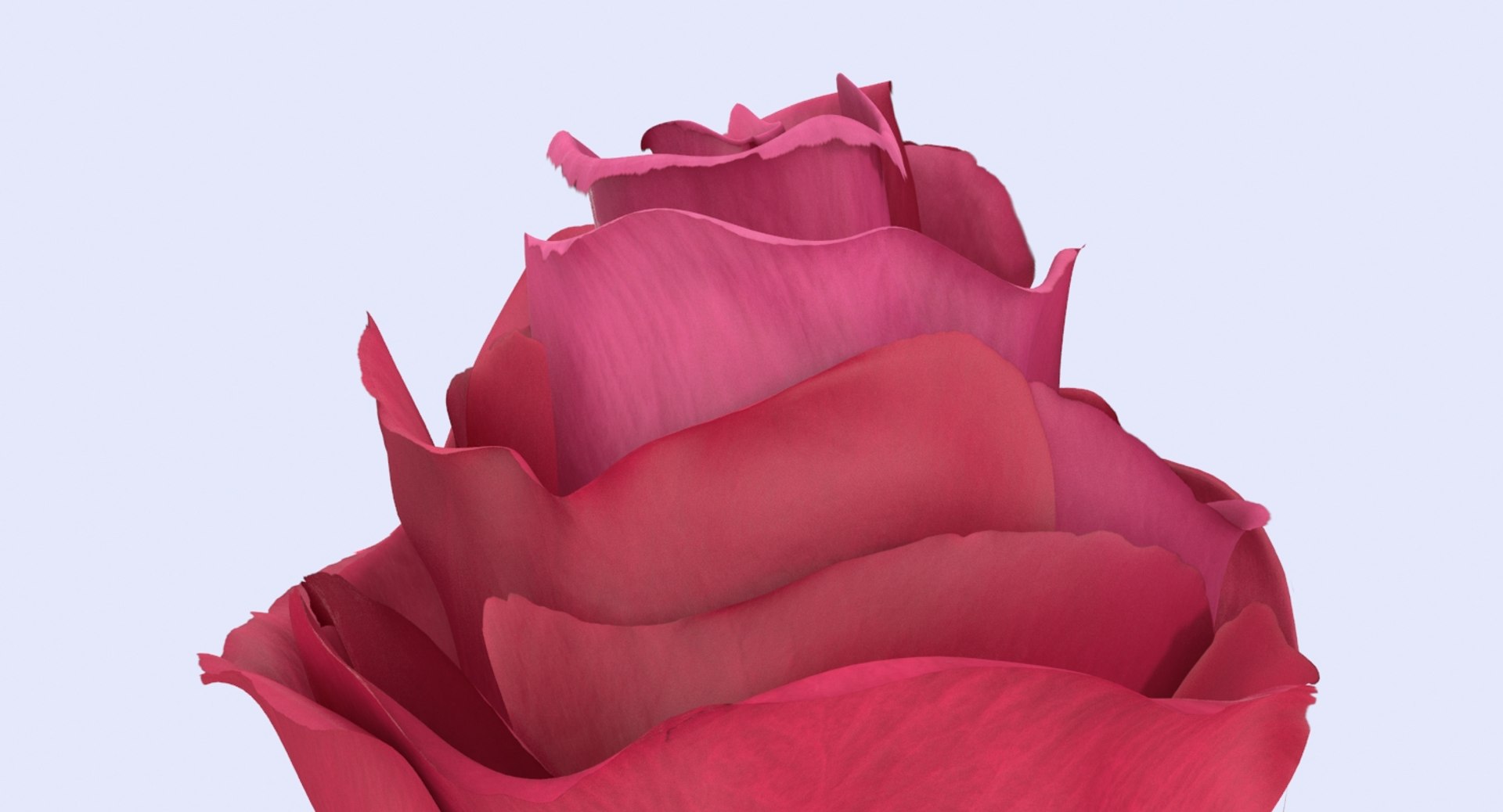 Rose Upright 3d Model