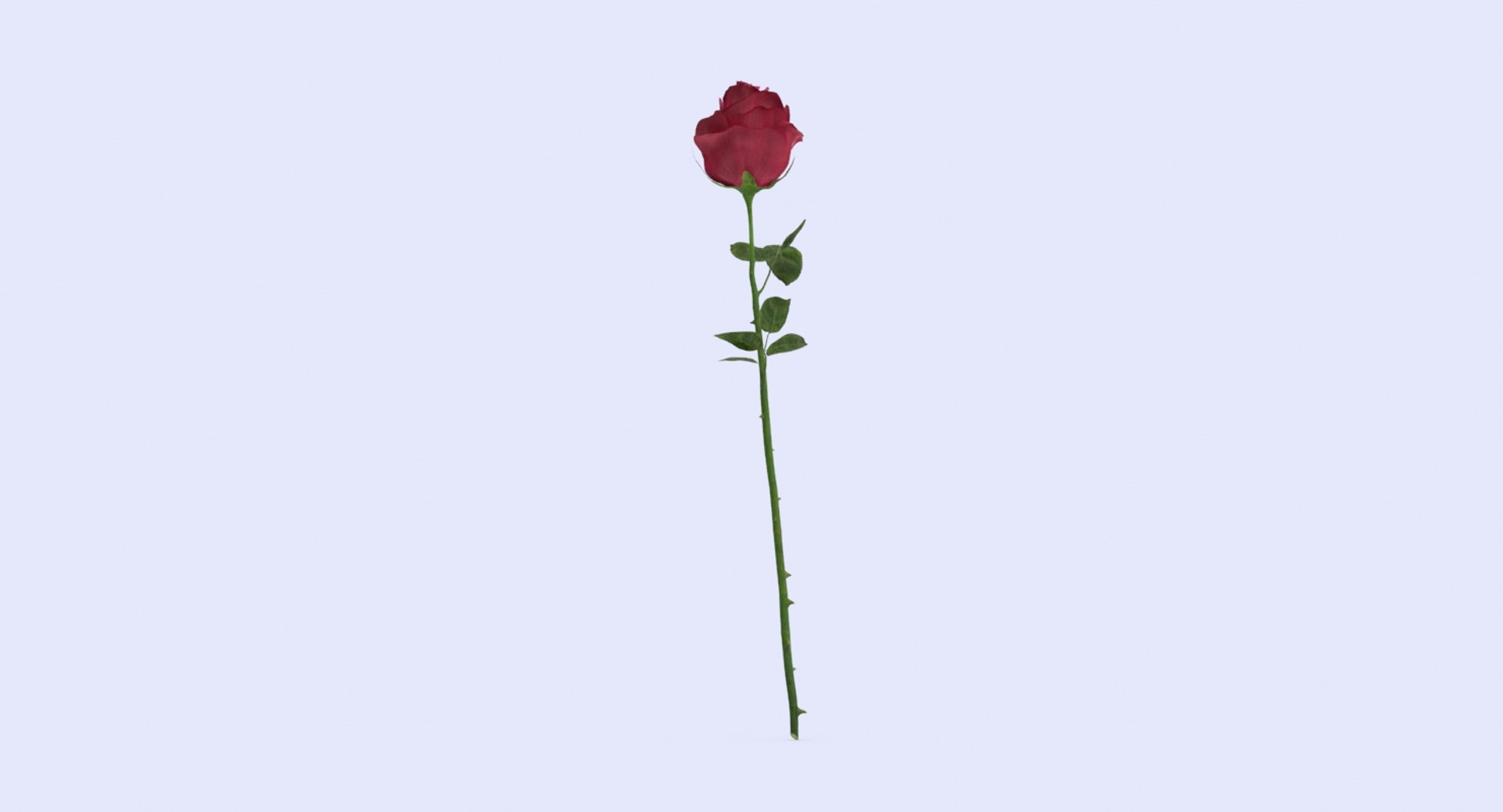 Rose Upright 3d Model
