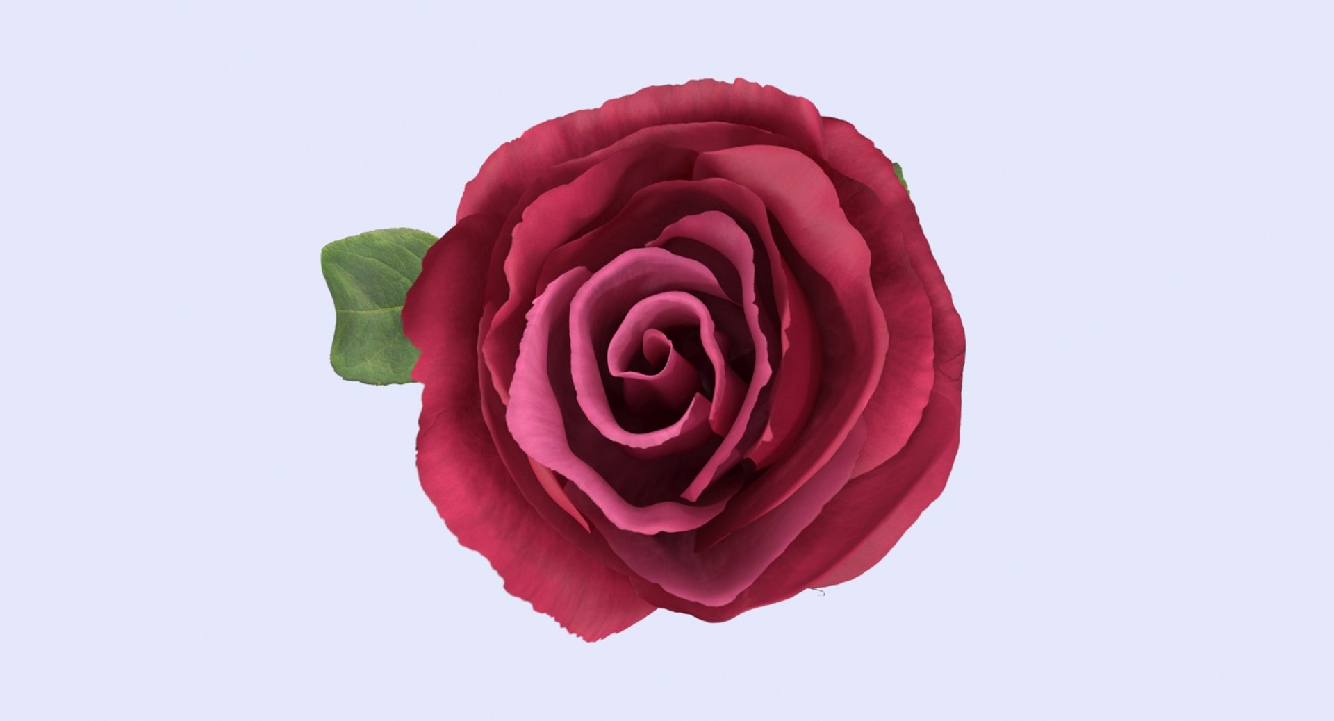 Rose Upright 3d Model