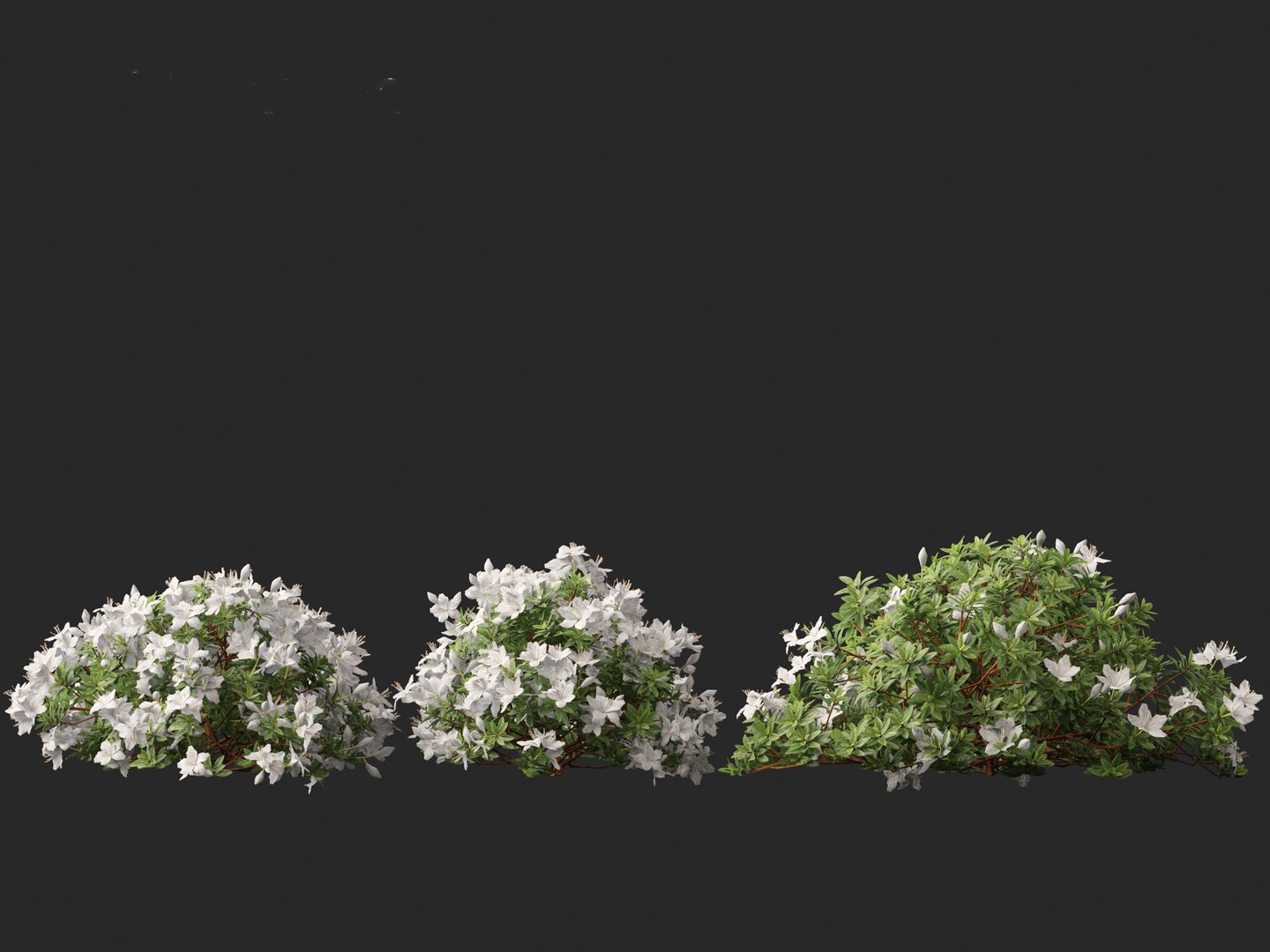Rhododendron Hino White - Hino-white Azalea Model - TurboSquid 2147813