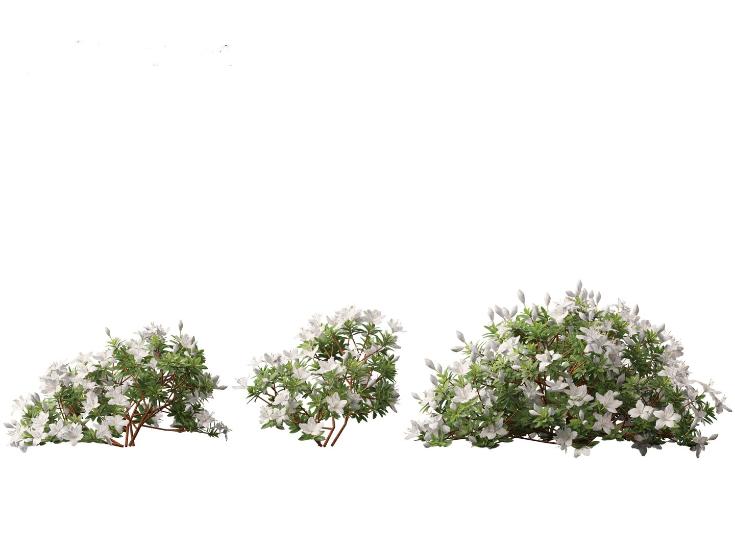 Rhododendron Hino White - Hino-white Azalea Model - TurboSquid 2147813