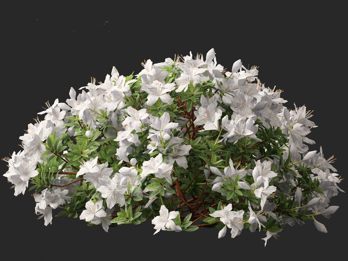 Rhododendron Hino White - Hino-white Azalea Model - TurboSquid 2147813