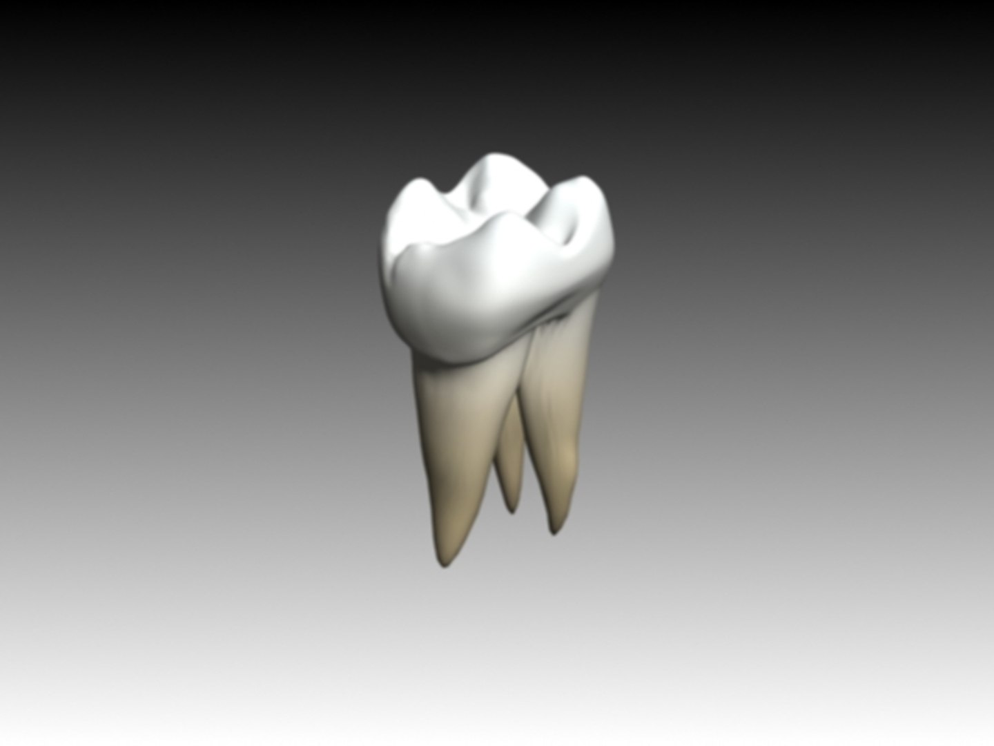 molar maxilar 3d model
