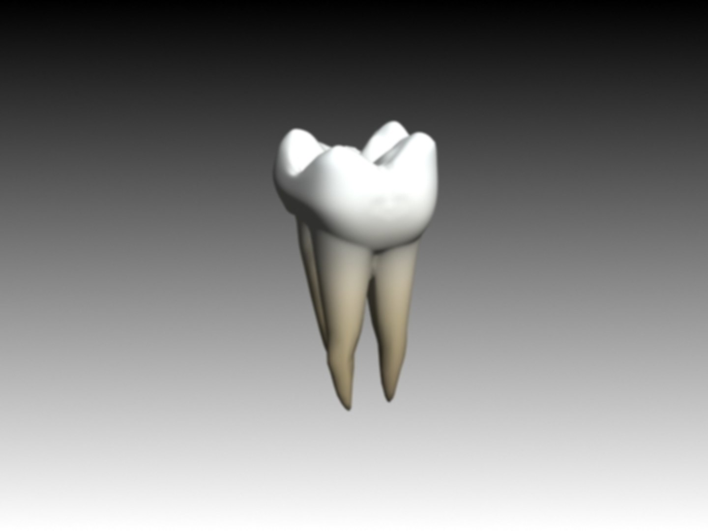 molar maxilar 3d model
