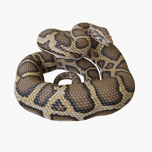 Python 3D Models for Download | TurboSquid