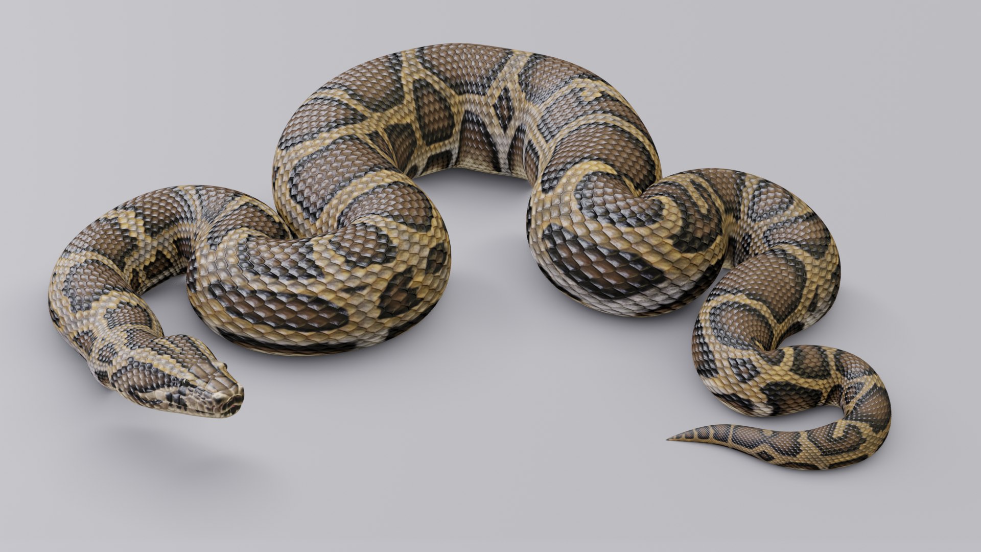 Burmese Python - Rigged 3D model - TurboSquid 1774445