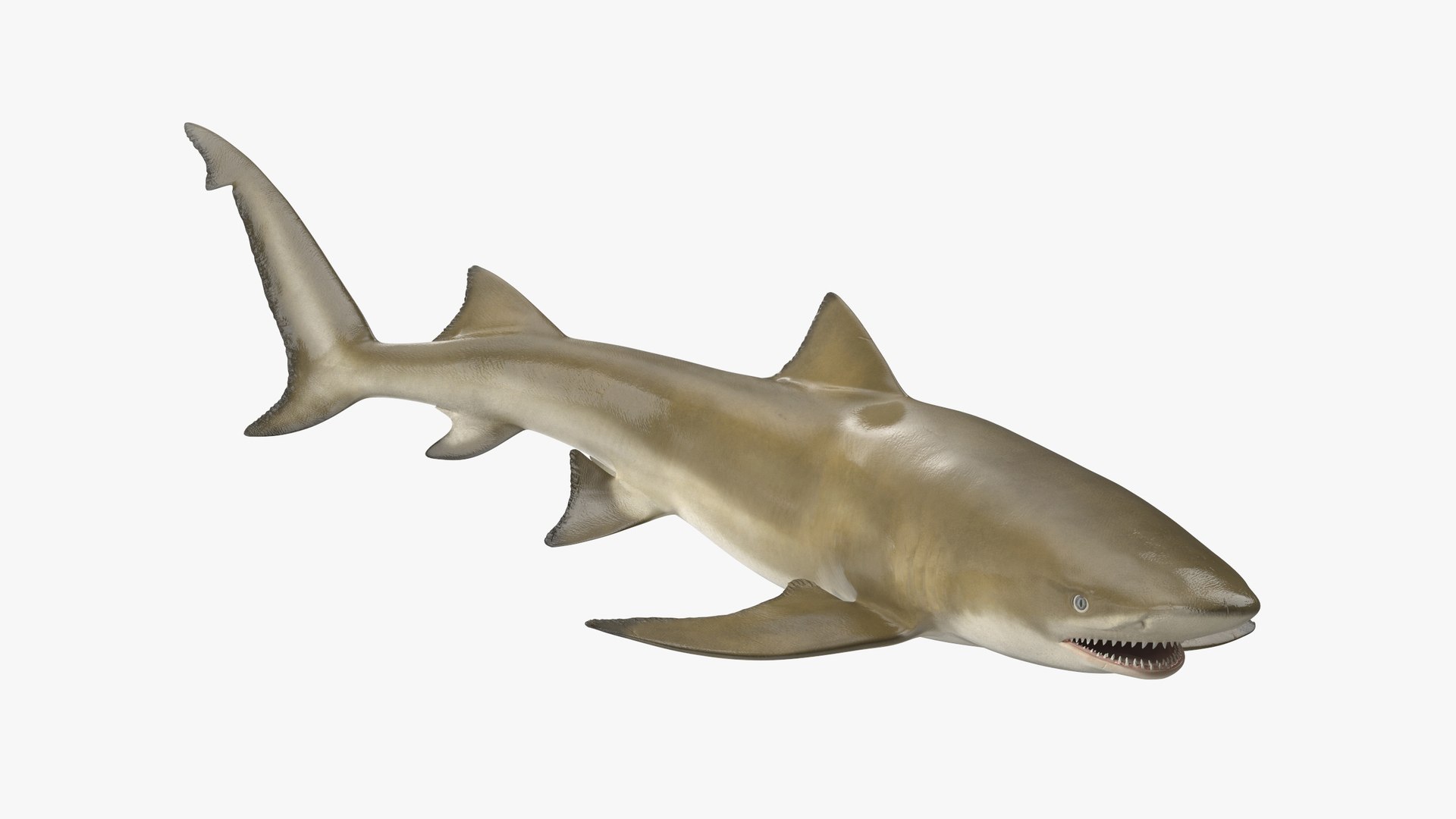 Sharptooth Lemon Shark Rigged For Cinema 4D Model - TurboSquid 2279755