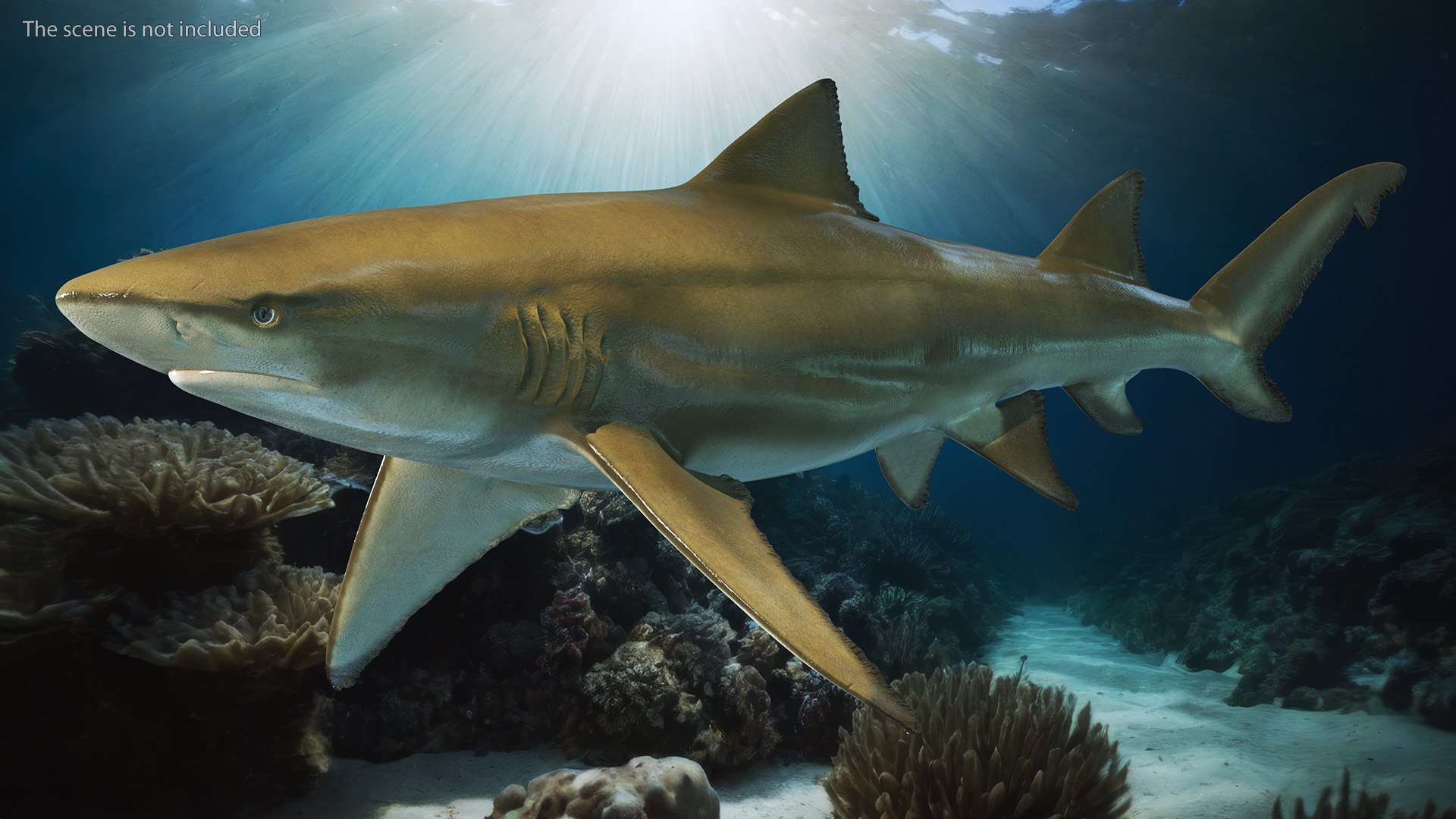 Sharptooth Lemon Shark Rigged For Cinema 4D Model - TurboSquid 2279755