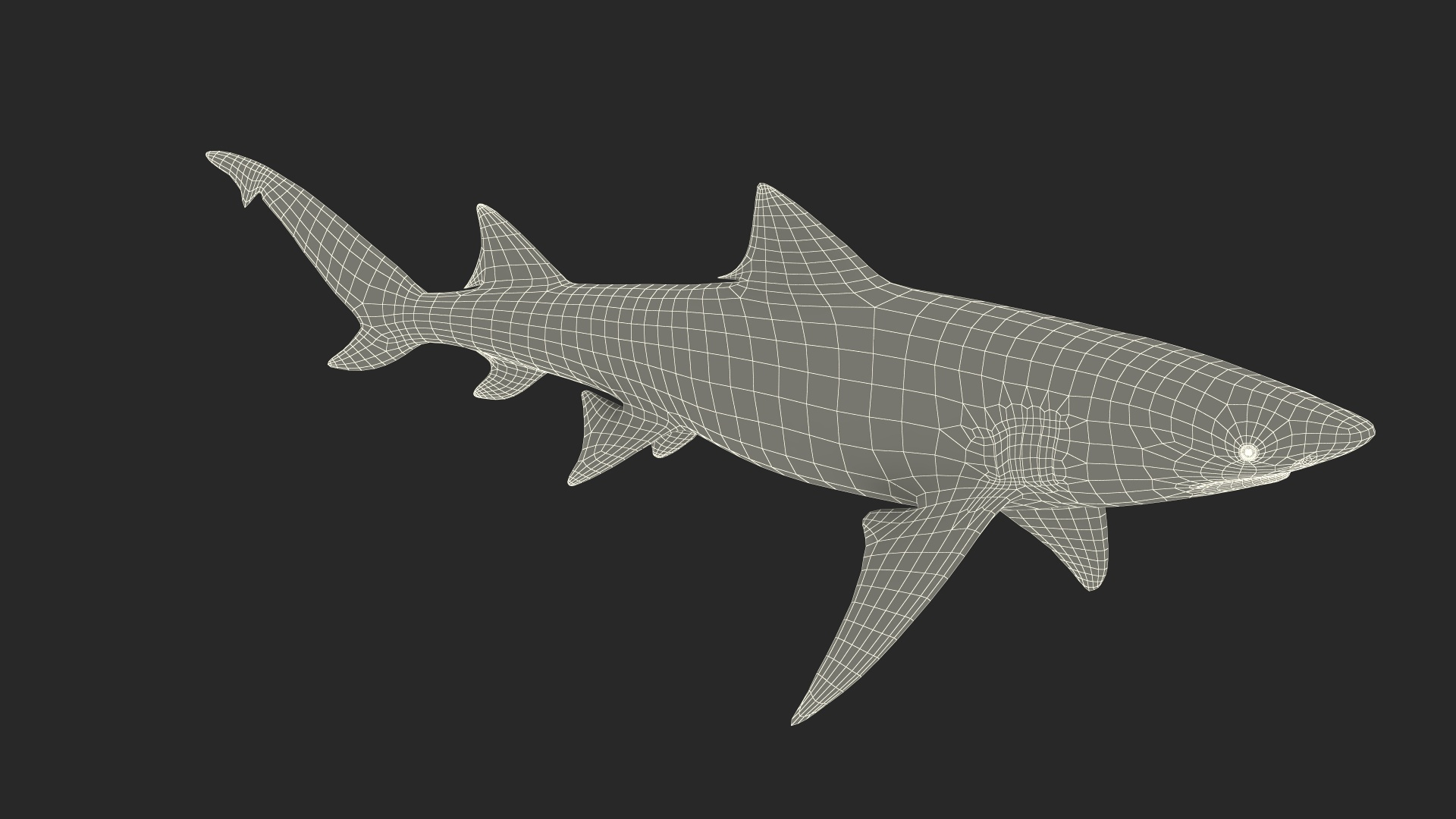 Sharptooth Lemon Shark Rigged For Cinema 4D Model - TurboSquid 2279755