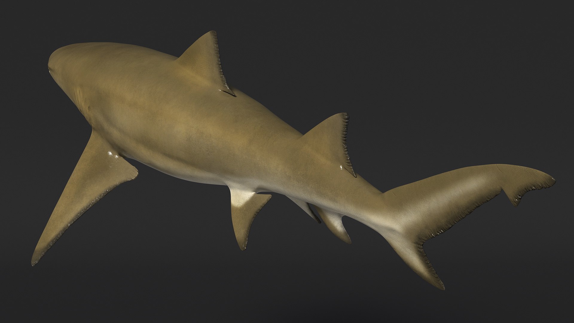 Sharptooth Lemon Shark Rigged For Cinema 4D Model - TurboSquid 2279755