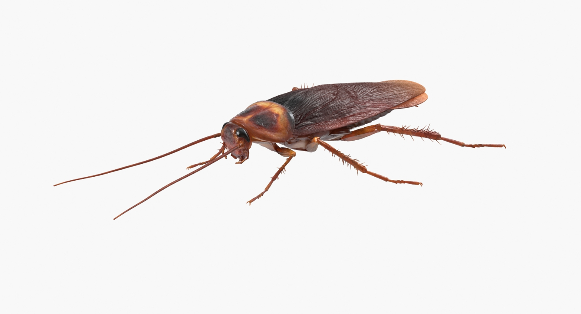 3D Cockroach With Bait Collection Model - TurboSquid 1880036