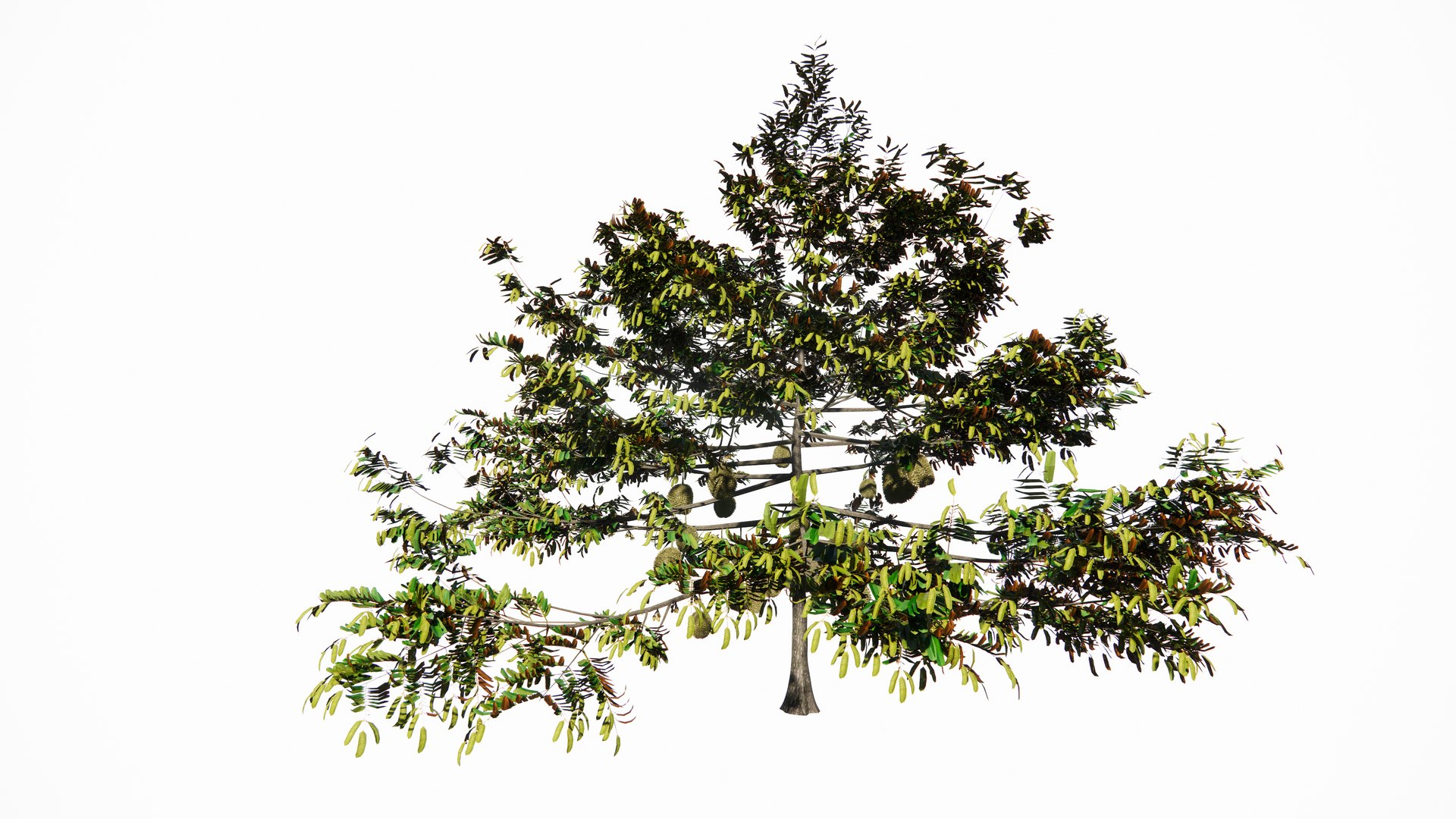 3D model Durian Tree 3D model - TurboSquid 2118354