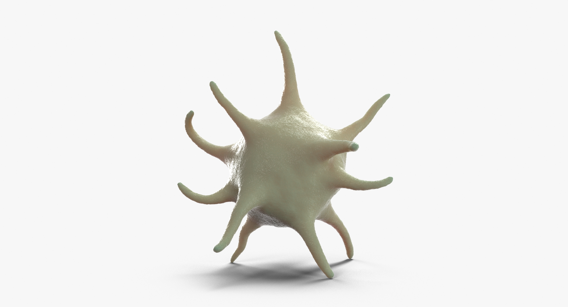 Platelet Thrombocyte 1 3D Model - TurboSquid 1396116