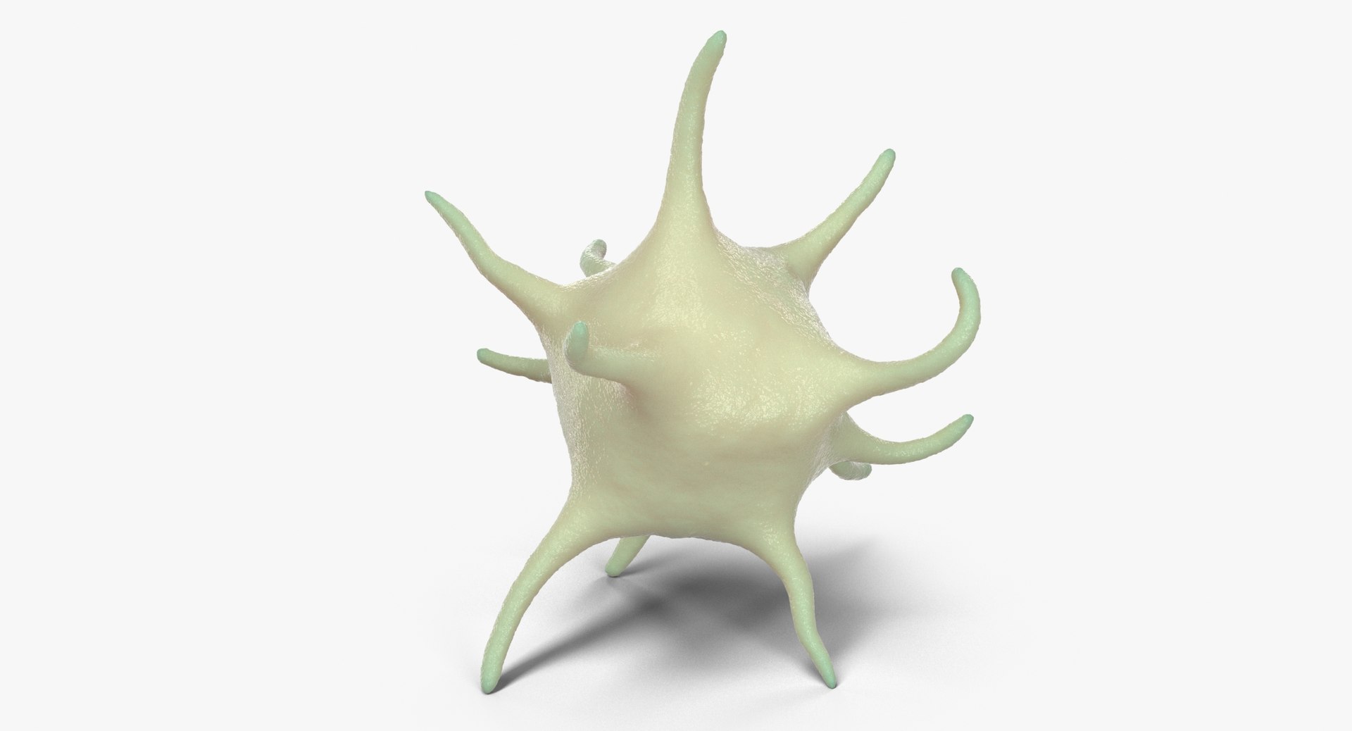 Platelet Thrombocyte 1 3D Model - TurboSquid 1396116