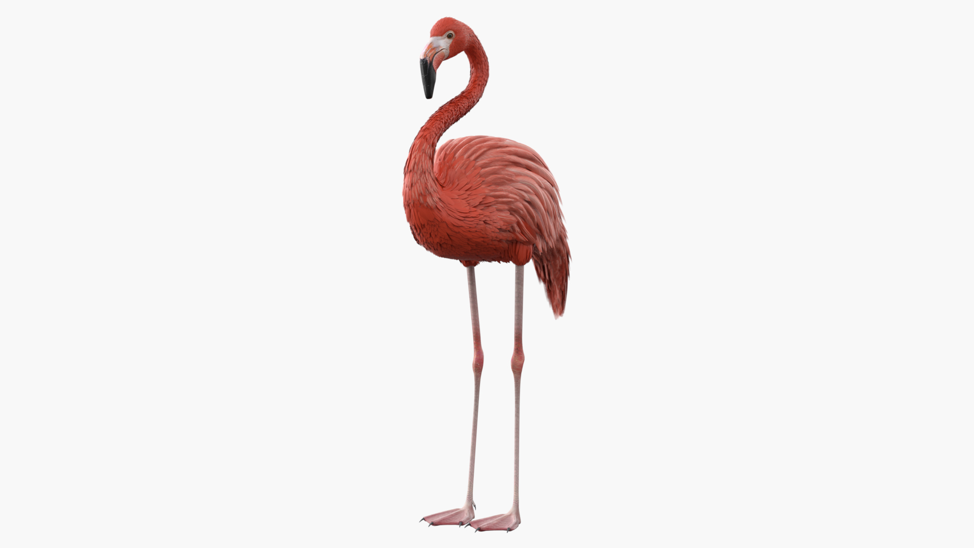 Walking Tropical Bird Flamingo Pink Animated Rigged For Blender 3D ...