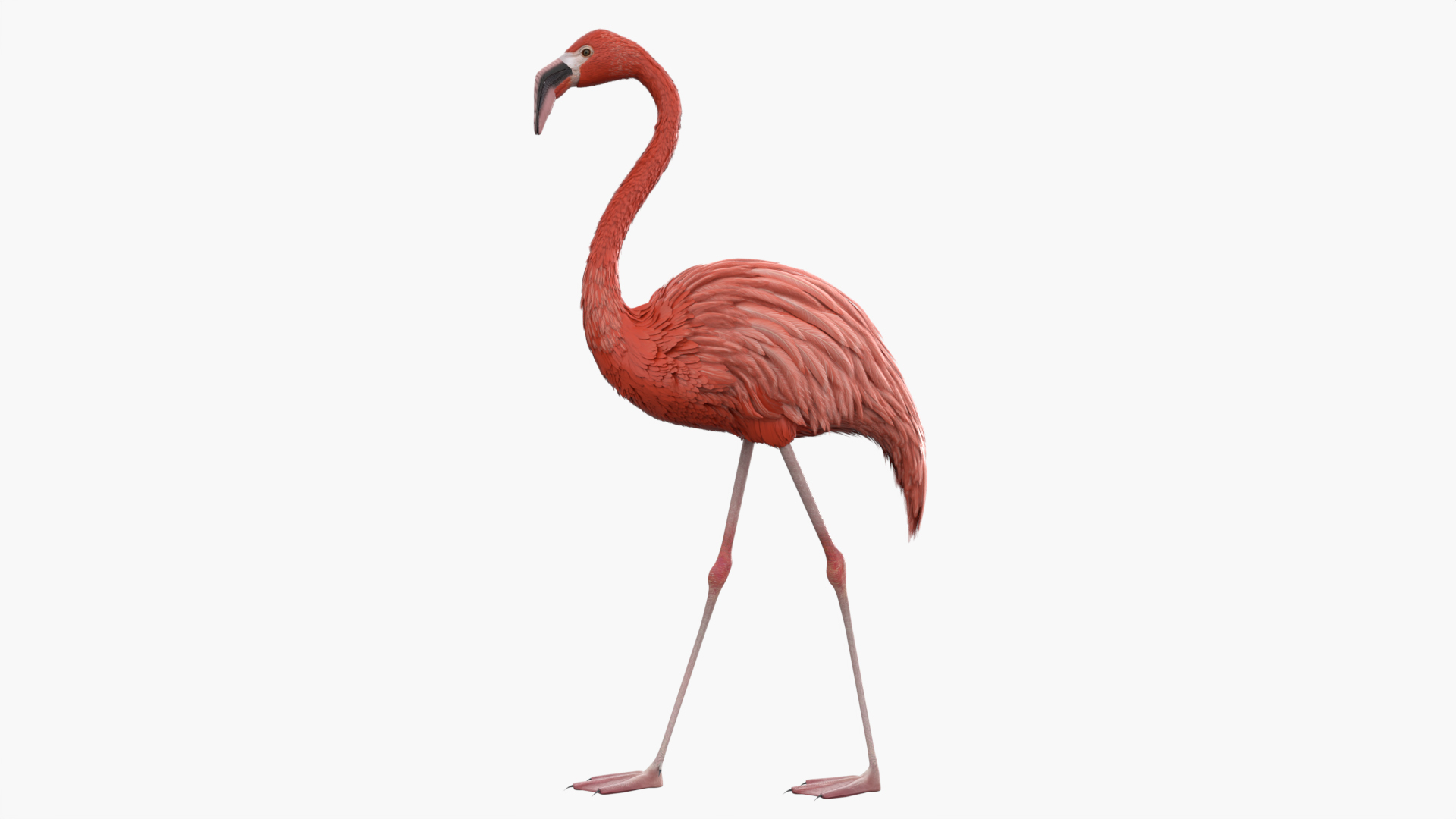 Walking Tropical Bird Flamingo Pink Animated Rigged For Blender 3D ...