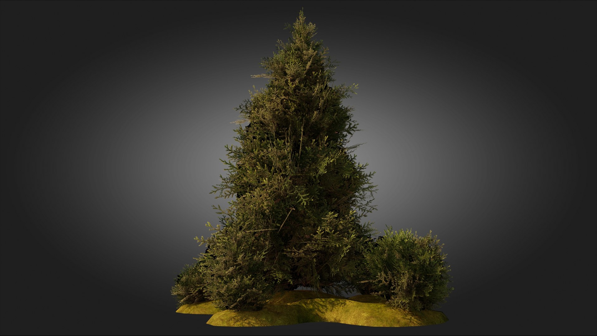 3D 3D Scan Based Thuja Shrubs - PBR - TurboSquid 1956409