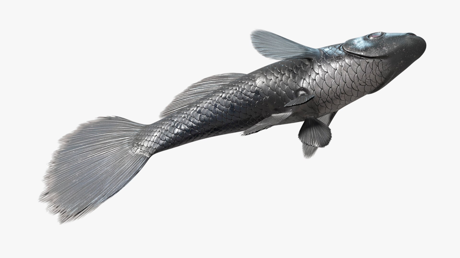 Guppy Fish Black Prince 3D - TurboSquid 2269972