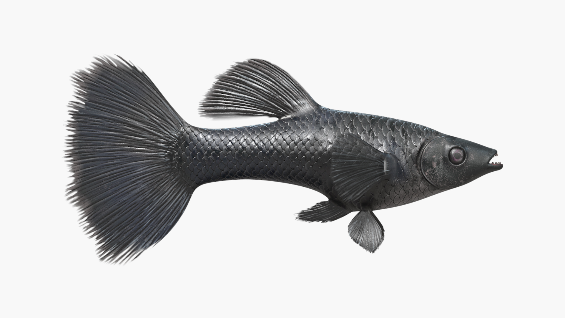 Guppy Fish Black Prince 3D - TurboSquid 2269972