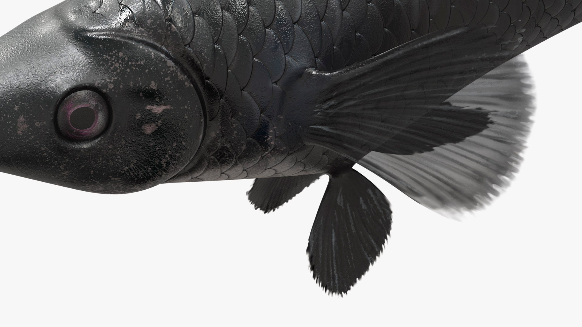 Guppy Fish Black Prince 3D - TurboSquid 2269972