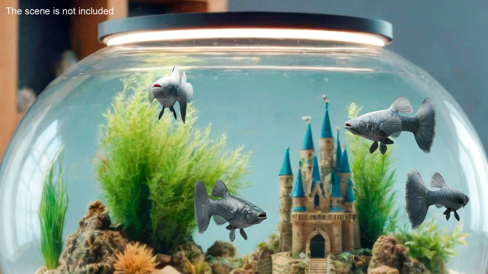 Guppy Fish Black Prince 3D - TurboSquid 2269972