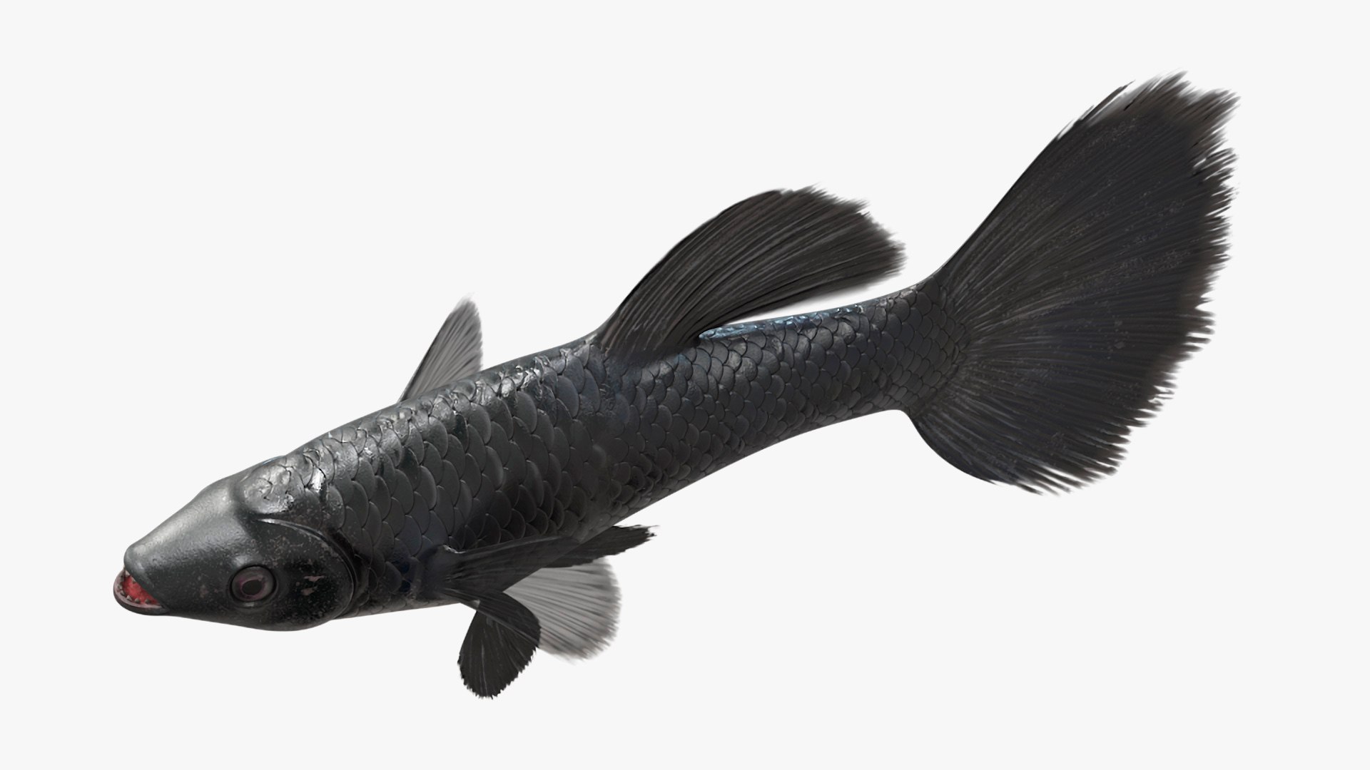 Guppy Fish Black Prince 3D - TurboSquid 2269972